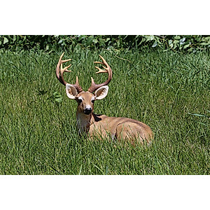 JHVYF Resin Deer Statue Home Office Decor Animal Figurine Decorations Lawn Decor Garden Sculpture -20" H Standing Deer + 14" Standing Doe