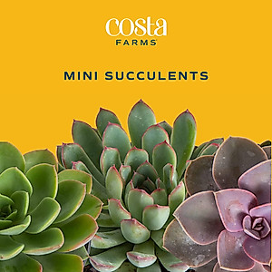 Costa Farms Succulents (25 Pack), Live Mini Succulent Plants, Grower's Choice Live Houseplants, Potted in Nursery Plant Pots, Potting Soil, Gift for Bulk Baby Shower, Bridal Shower, DIY Room Decor