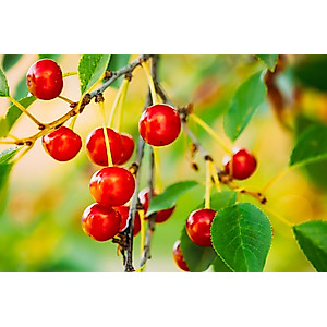 "Carmine Jewel" Dwarf Cherry Fruit Tree Seeds, 20 Seeds Per Packet, (Isla's Garden Seeds), Non GMO & Heirloom Seeds, Botanical Name: Prunus avium, Great Home Garden Gift