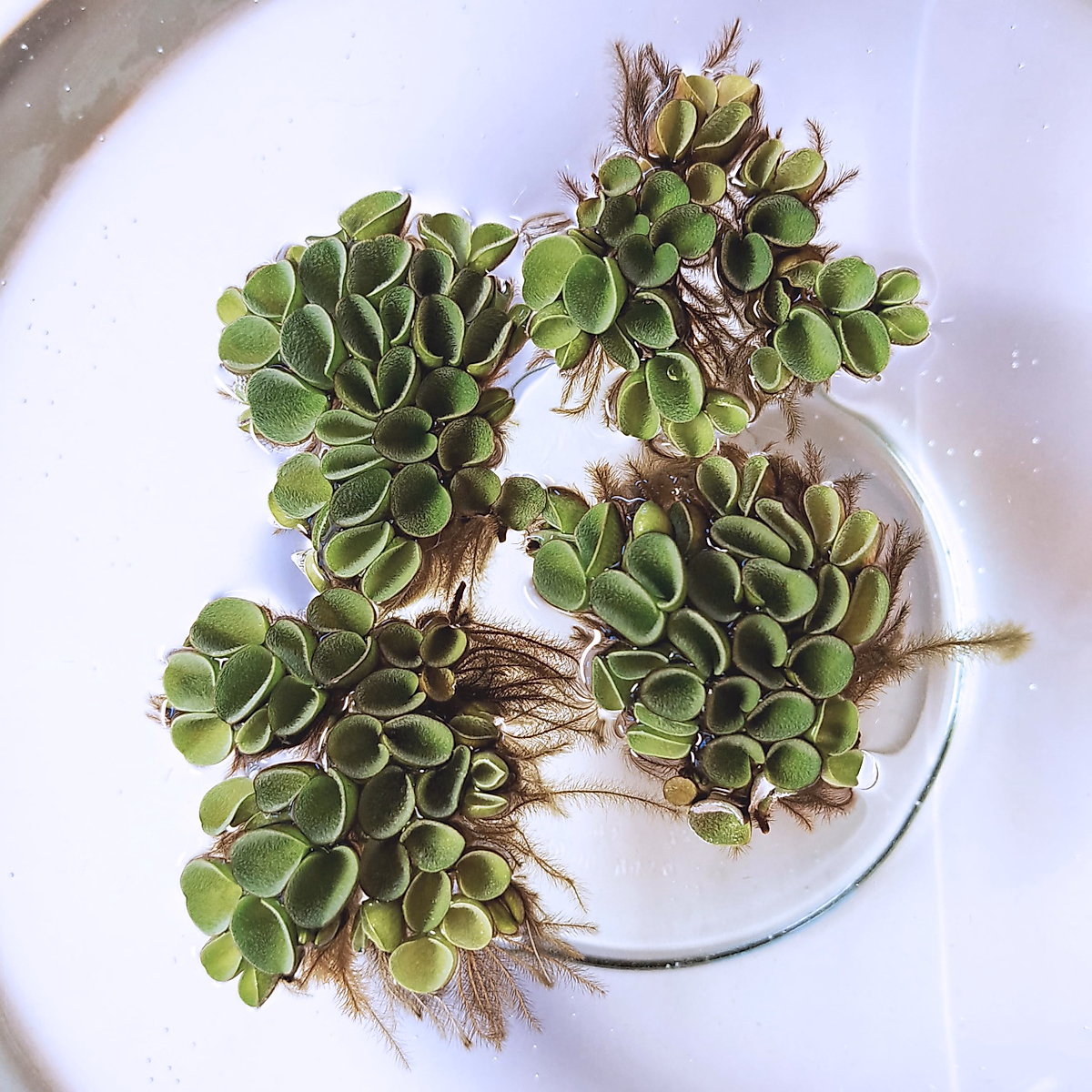 50+ Leaves Asian Watermoss (Salvinia cucullata) Live Aquarium Plant - Floating Aquatic Plant for Natural Fish Tank Decor and Oxygenation - Easy Care Aquatic Plants for Your Tank