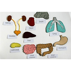 Felt Anatomy set Internal human organs, 30x20cm, body+10 organs