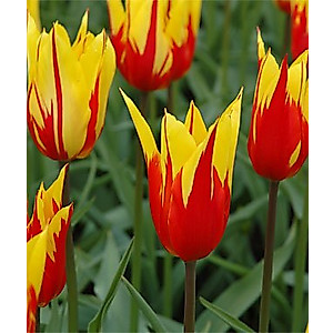 Tulip, Fire Wings 10 Bulbs