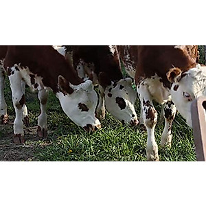 Kalona SuperNatural Organic Whole Milk Plain Yogurt, 24 Ounce