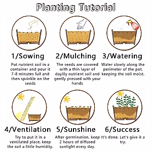 300+ Mix Rare Rose Seeds Multicolored Flower Non-GMO Heirloom Garden Home for Planting to Grow (White Blue Pink Purple)