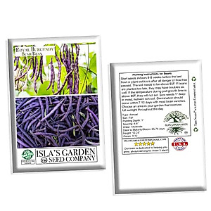 Royal Burgundy Bush Bean Seeds for Planting, 30 Heirloom Seeds Per Packet, (Isla's Garden Seeds), Non GMO Seeds, Botanical Name: Phaseolus vulgaris, Great Home Garden Gift