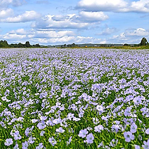 Outsidepride Perennial Linum Perenne Blue Flax Wild Flowers - 5000 Seeds