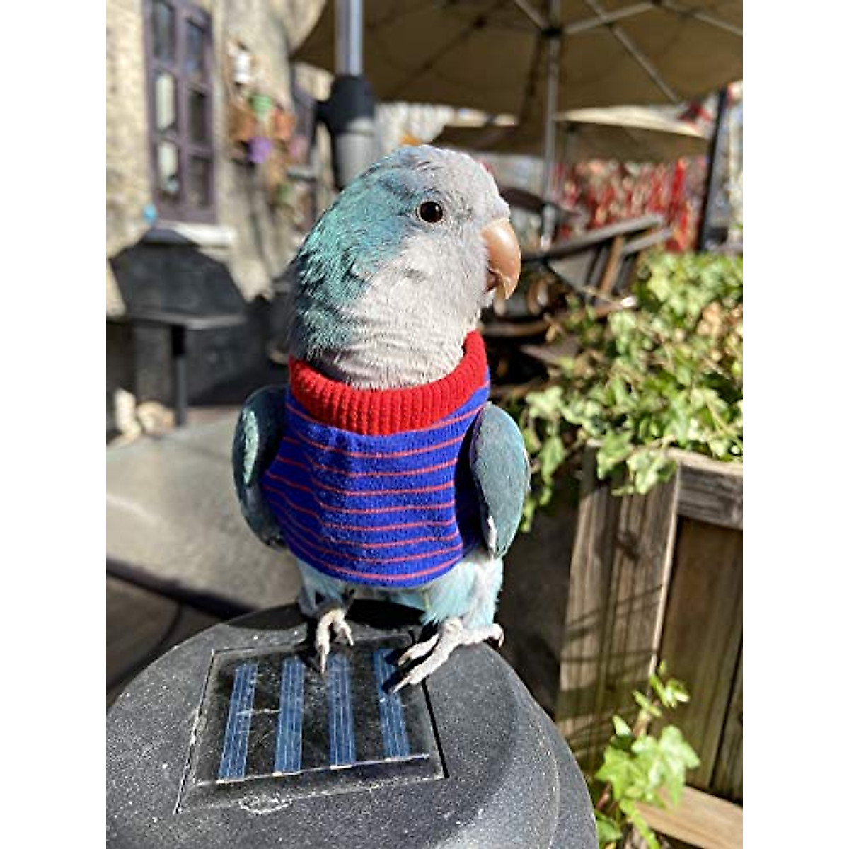 HEZHUO Bird Clothes， Parrot Bird Supplies, Light Flying Clothes, Warm and Comfortable, Tiger Skin, Green Cheek Parrot, Little Sun Parrot, Monk Parrot, Starling, mynah, Senegal Parrot, Mini Macaw (L)