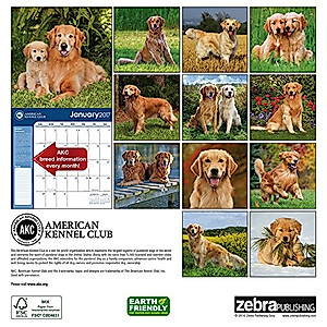 American Kennel Club Golden Retrievers 2017 Wall Calendar