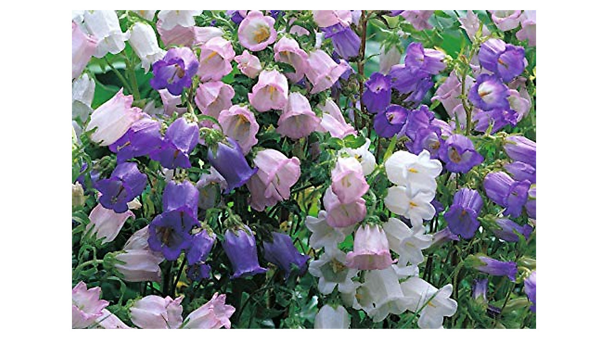 Canterbury Bells Seeds – Beautiful Blue, Pink & White Flowers to Grow