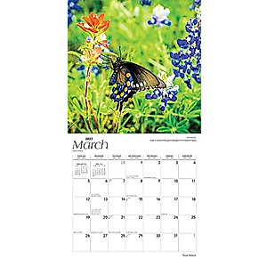 Texas Nature | 2023 12 x 24 Inch Monthly Square Wall Calendar | Foil Stamped Cover | BrownTrout | USA United States of America Southwest State Wilderness