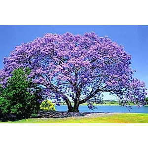 Beautiful Flowering Blue Jacaranda Tree Plant 5-11" Tall Potted (no California)