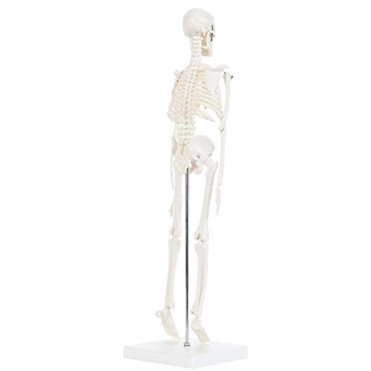 Anatomy Lab Human Skeleton Model, 19" Desktop Skeleton Has Movable Arms and Legs, Details Basic Human Skeletal System with Display Stand