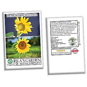 Dwarf Sunspot Sunflower Seeds for Planting, 25+ Flower Seeds Per Packet, (Isla's Garden Seeds), Non GMO & Heirloom Seeds, Botanical Name: Helianthus Annuus, Great Home Garden Gift