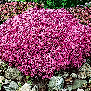 2000+ Mix Carpet Creeping Thyme Seeds Ground Cover for Planting Heirloom High Germination Rate Easy to Plant （3Packs）