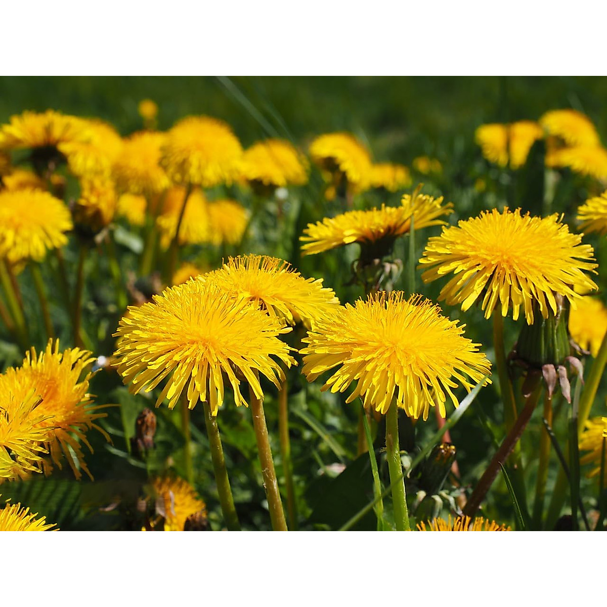 Dandelion Seeds for Planting, 12000+ Flower Seeds for Planting