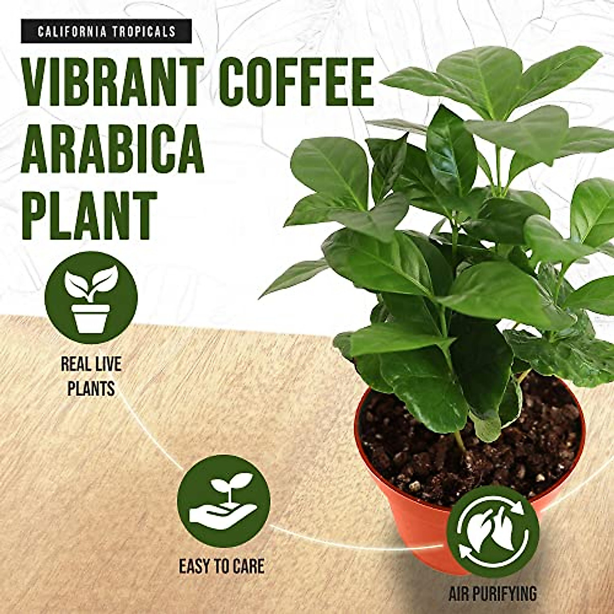 California Tropicals Arabica Coffee Plant - 4'' Live Plant, Coffee Tree, Cutie Beans, Indoor Plant Care, Gift for Coffee Lovers, House Plants Indoors for Beginners, Flowering Trees & Shrubs
