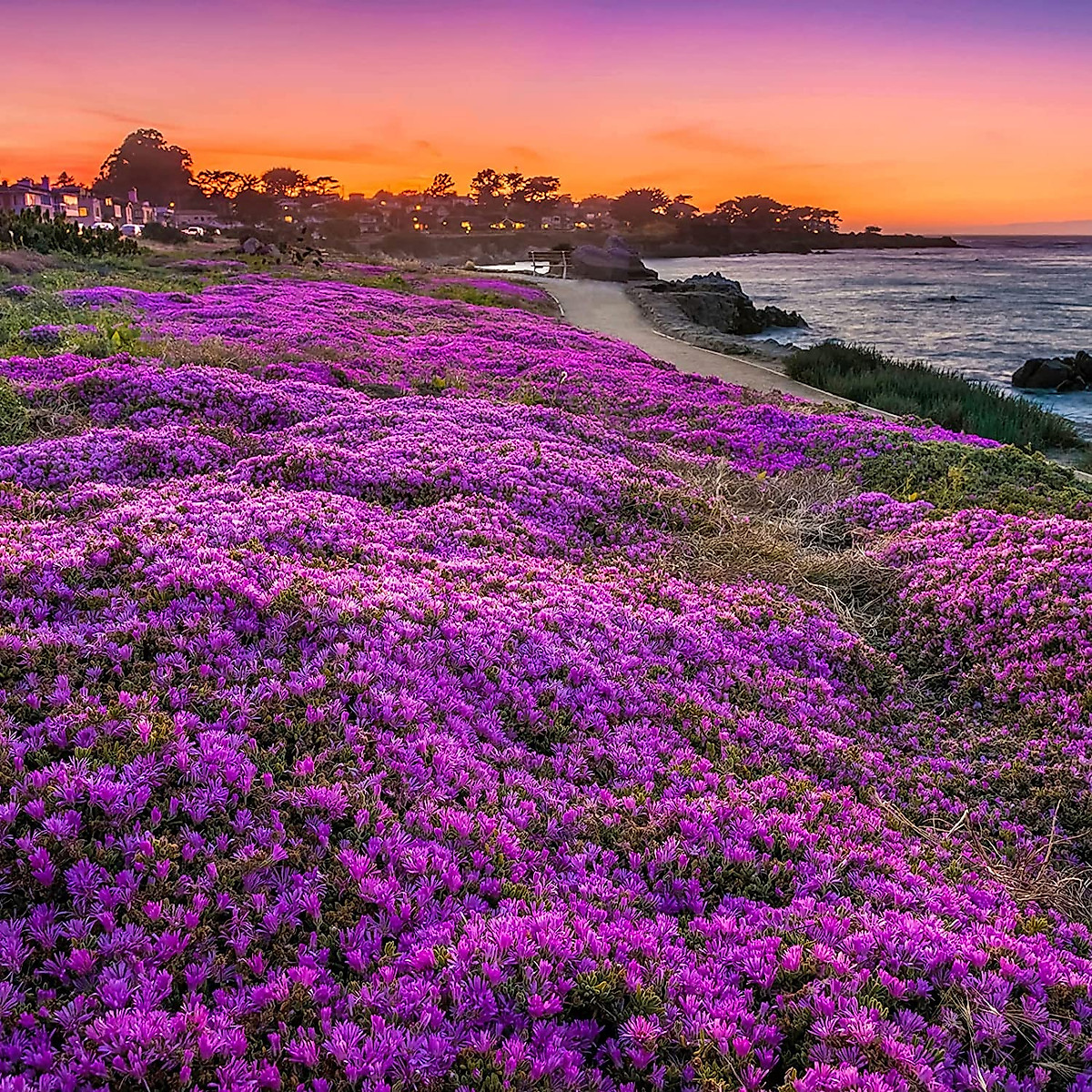 2000+ Creeping Thyme Seeds for Planting Thymus Serpyllum - Heirloom Ground Cover Plants Easy to Plant and Grow - Open Pollinated