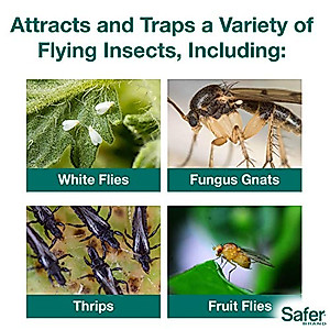 Safer Brand 5026 Houseplant Sticky Stake Insect Traps for Indoor Plants - Controls Fungus Gnats, Whiteflies, Midges, Thrips, Fruit Flies, and Black Flies - 12 Pack, 84 Traps
