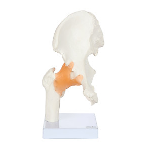 Axis Scientific Life Size Human Hip Bone Anatomy Model – Premium Hip Joint Anatomy Model for Medical Students with Flexible Ligaments and Bony Landmarks – Includes Base, Includes Product Manual