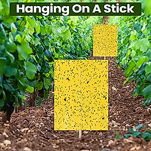 300 Sheets Fruit Fly Trap Yellow Sticky Gnat Traps Double Sided Gnat Traps Fruit Fly Killer with 300 Pcs Twist Ties 100 Pcs Wooden Sticks for House Indoor Outdoor Plants