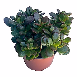 Jade Plant - Crassula - Easy to Grow - Hard to Kill - Cactus - 4" Pot- Living Succulant, Succulents Plant Live, Succulent Plants Fully Rooted, Houseplant for Home Office Decor