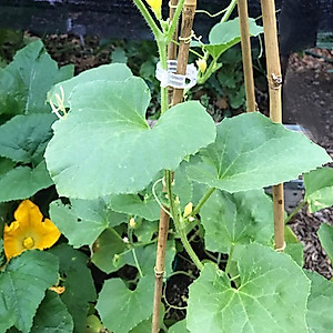 20 Pcs 18 Inch Natural Bamboo Plant Support Stakes for Indoor Plants, Bamboo Sticks Poles Garden Bamboo Stakes for Potted Plants, Tomato, Beans