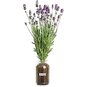 Back to the Roots Lavender Organic Windowsill Planter Kit - Grows Year Round, Includes Everything Needed for Planting