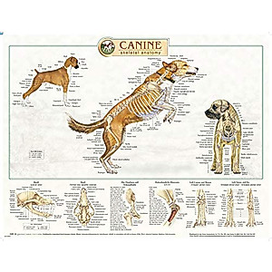 Canine Anatomy, Complete Set of 3 Charts. Buy the Set and SAVE!