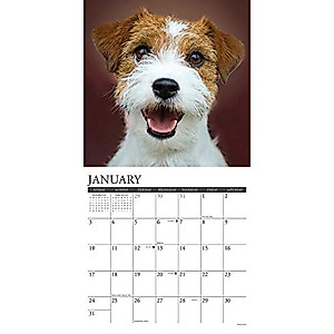 Just Jack Russells 2021 Wall Calendar (Dog Breed Calendar)