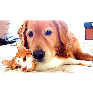 Dog Joint Supplement with tumeric - Pets Turmeric Joint Health Complex - with MSM - Dogs and Cats - Hip AID - Dog Turmeric Chews Organic - 2 Bottles (120 Tablets)