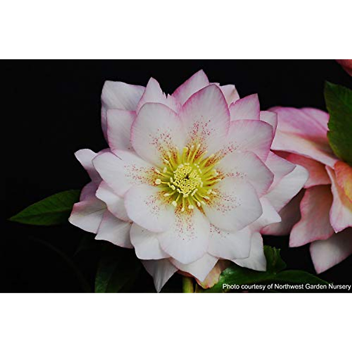 Perennial Farm Marketplace Helleborus x W.J. 'Cotton Candy' (Lenten Rose) Perennial, 1 Quart, Pink Flowers