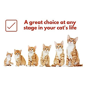 Bench & Field Holistic Natural Premium Adult Dry Cat Food, Chicken Meal and Brown Rice Recipe 3 lb Bags (Pack of 3)