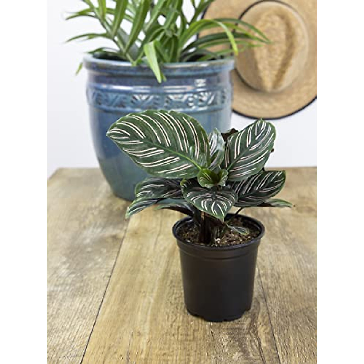 Calathea Plant Live Prayer Plant Live Indoor Plant, Calathea Live Plant Live House Plant Live Plants Indoor, Live Indoor Plants Live Houseplants Live Prayer Plants Live House Plants by Plants for Pets