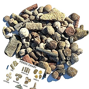 Fossil Mix | Bag of Genuine Fossils | Ammonites Crinoids Brachiopods Orthoceras & More! (1/2LB)