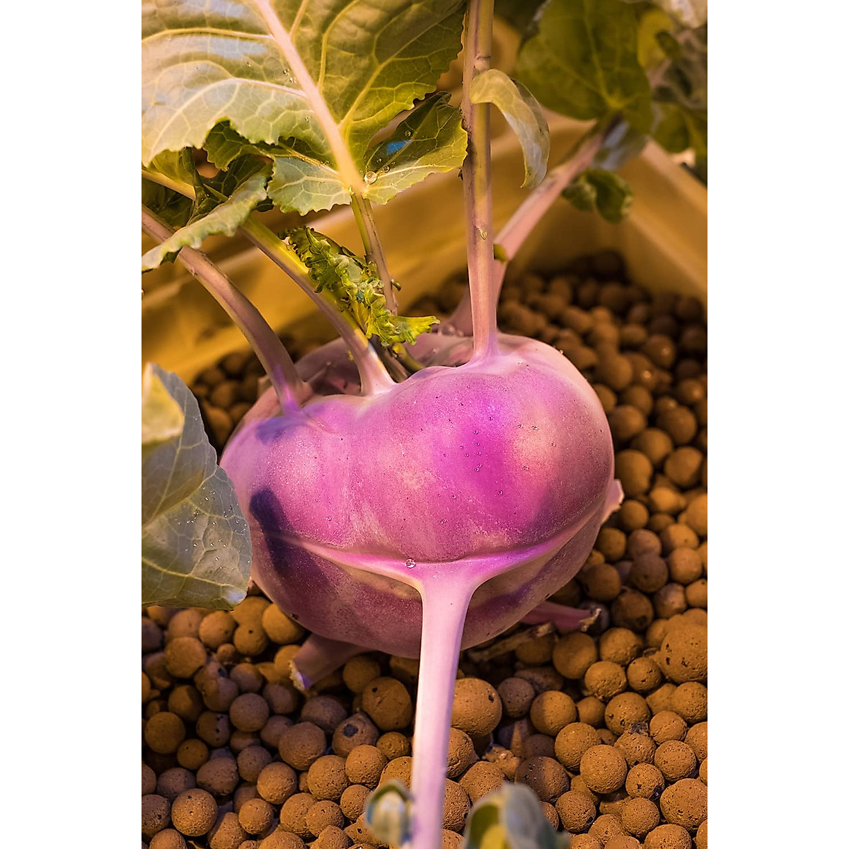 Mother Earth HGC714114 Hydroton Original Expanded Clay Pebbles, 25 Liter, Terra Cotta