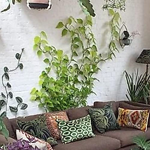 henvkoli Plant Clips,Vine Clips for Climbing Plants,100Pcs Wall Plants Climber,Plant Clips for Climbing Plants Self-Adhesive Plant Clips Fixing Hook Wall Vine Supports Traction Wall Clip