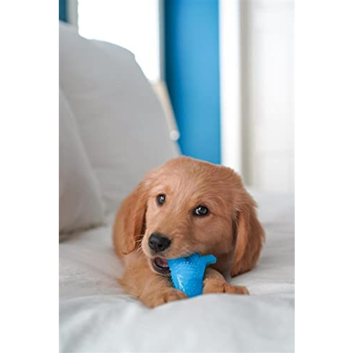 Nylabone Dental Dinosaur Puppy Chew Toy - Puppy Chew Toy for Teething - Puppy Supplies - Chicken Flavor, Small/Regular (1 Count)