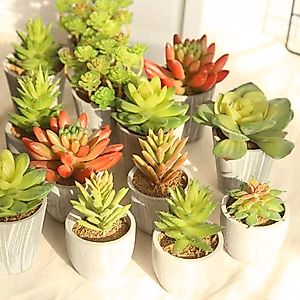 CHUXAY GARDEN 300 Seeds Mix Bonsai Succulent Plant Seeds Hardy Ornamental Livestone Grows in Just Weeks Low-Maintenance Great for Window