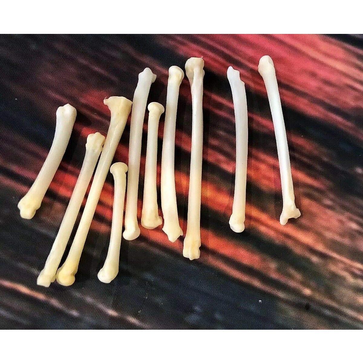 10 Real Red Fox Paw Bone Mountain Man Craft Supply Jewelry Earring Gothic Claws