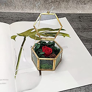 UXZDX Hexagonal Transparent Glass Box, Geometric Transparent Glass Jewelry Box Storage Box Desktop Storage