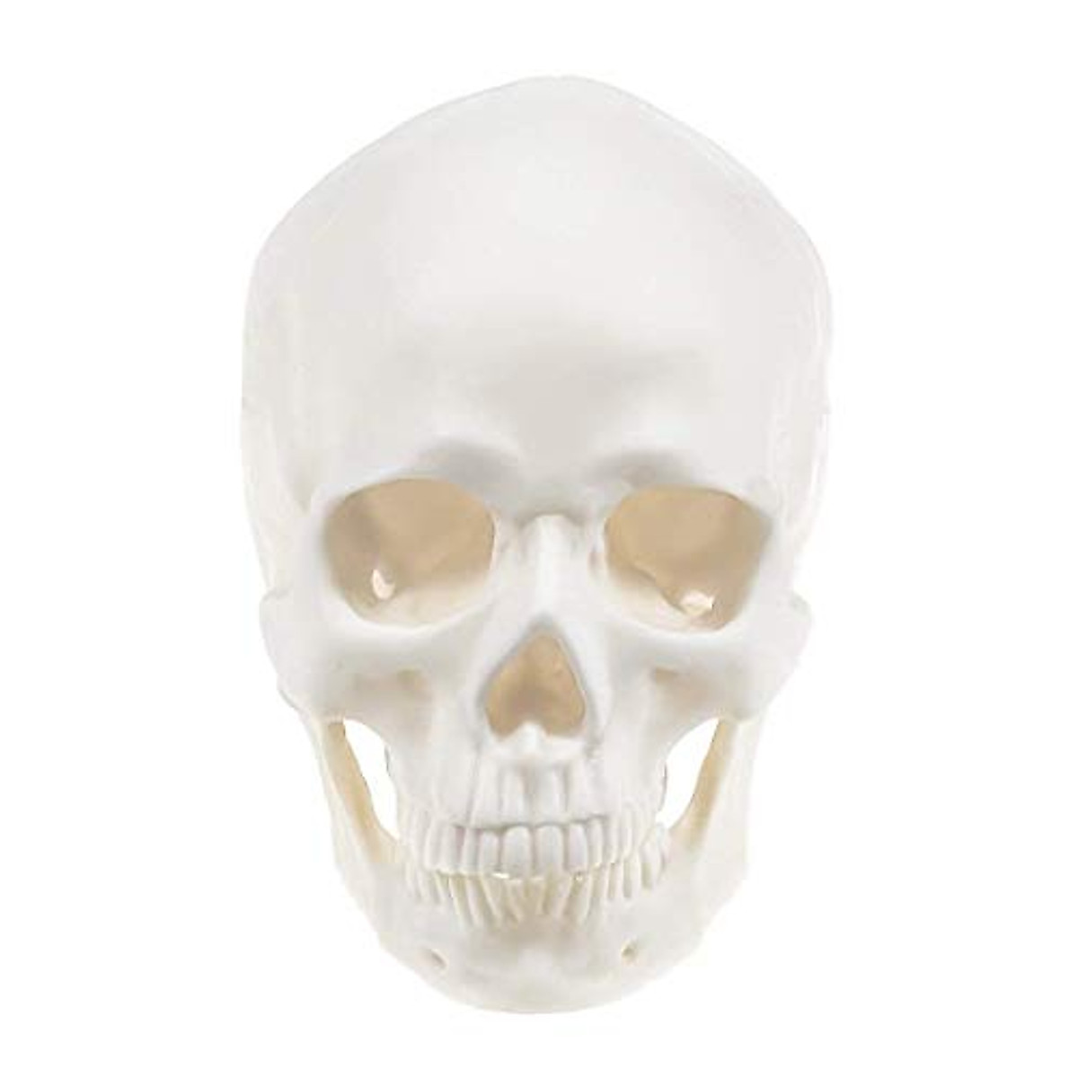 Thuepak Human Bones Skull Anatomy Model Resin Life Size Skeleton Heads Replica for Science Education Gift Decoration Halloween Christmas