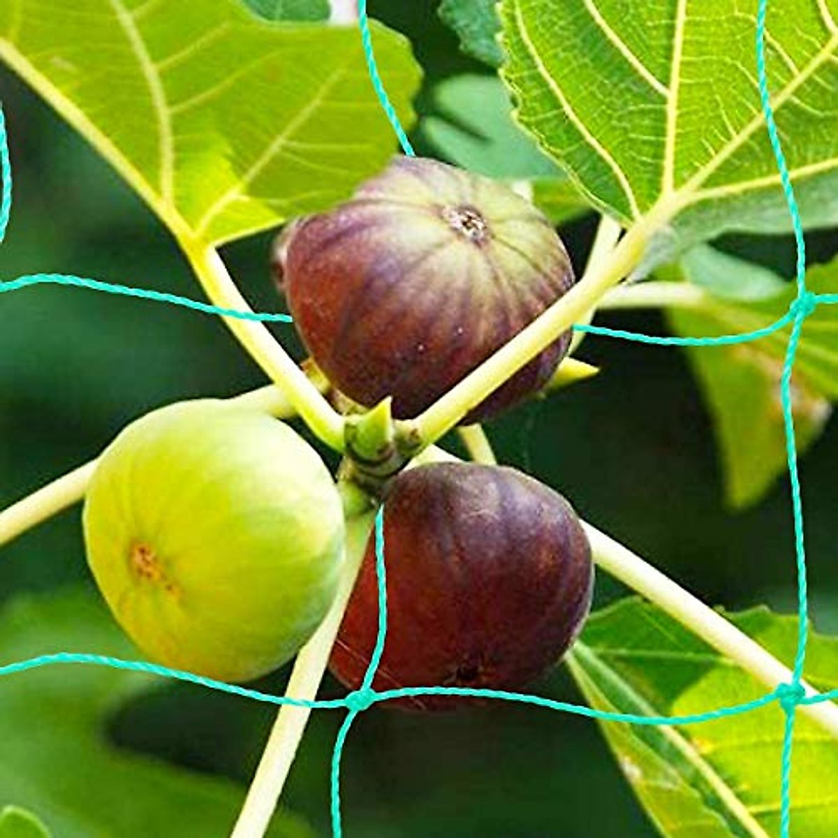 Zivisk 2Pcs Cucumber Tomato Trellis Netting, Heavy Duty Garden Netting for Climbing Plants Support, Pea, Grape, Bean, Fruit, Vegetables - 4" Mesh Size, 3Ft x 6Ft