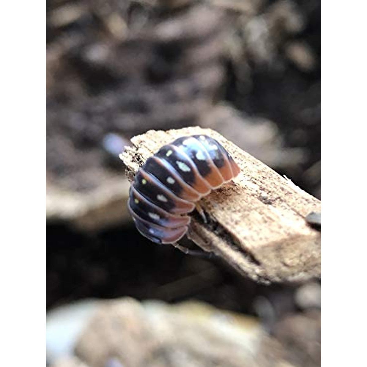 Bugzy Bugs Clown Isopods 10 Count Armadiliidium Klugii Montenegro Roly Poly Insects Cleanup Crew for Terrarium Reptile Pet Food (10 Count)