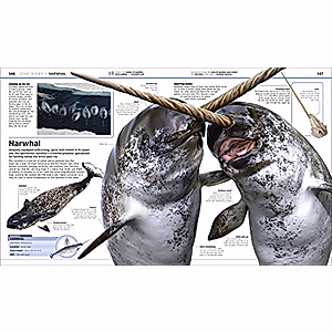 Knowledge Encyclopedia Ocean! (DK Knowledge Encyclopedias)