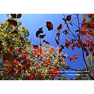 Canon EOS 6D with EF 24-105mm F4L IS USM Lens - International Version (No Warranty)