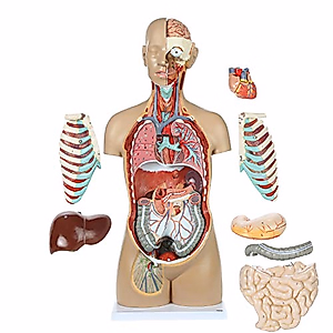 Axis Scientific 18-Part Premium Unisex Human Torso Model | Detailed Life-Size Human Body Model has 18 Removable Human Organs | Includes Detailed Product Manual