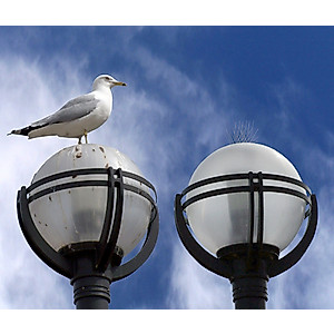 Nixalite Bird Spike Wildlife Barrier Kit (10ft, 5-2ft Strips)