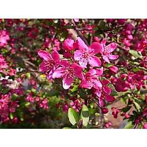 Prairie Fire Crab Apple, Malus Prairiefire, Tree 30 Seeds
