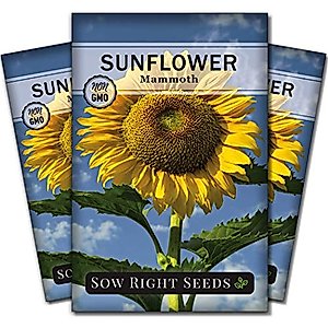 Sow Right Seeds - Mammoth Sunflower Seeds for Planting - Grow Giant Grey Stripe Sun Flowers in Your Garden - Non-GMO Heirloom Seeds with Full Instructions for Planting Bright Sunflowers at Home (3)