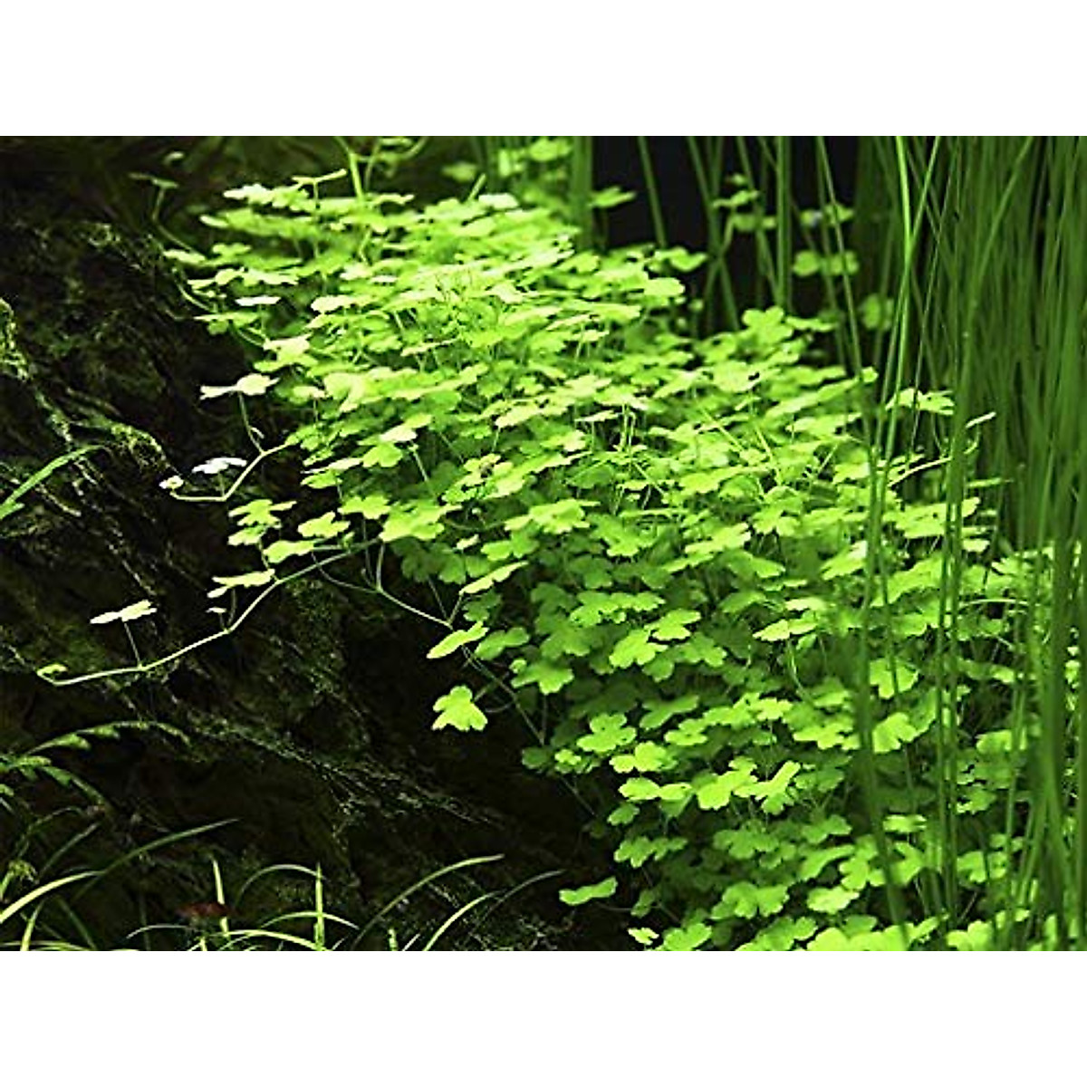 Tissue Culture Live Aquarium Plants | in Vitro Freshwater Aquatic Plants for Small Aquariums and Foreground (Dwarf Pennywort)